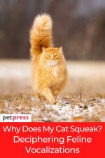 Why Does My Cat Squeak? Deciphering Feline Vocalizations