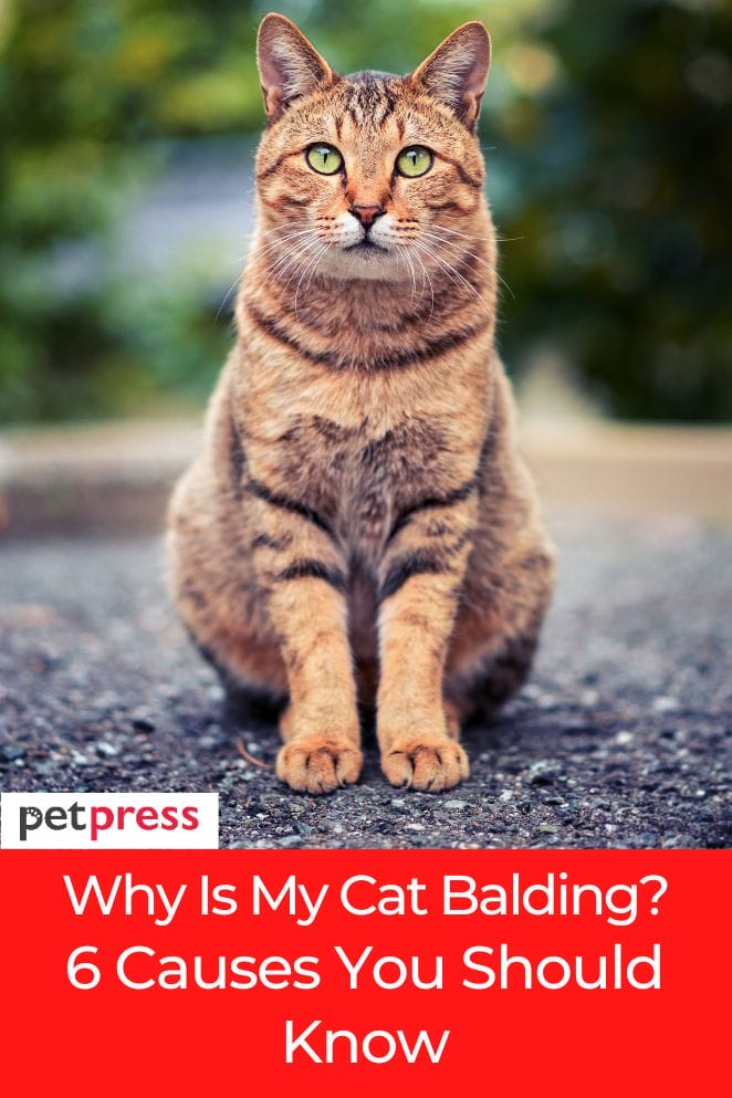 Why Is My Cat Balding 6 Causes You Should Know