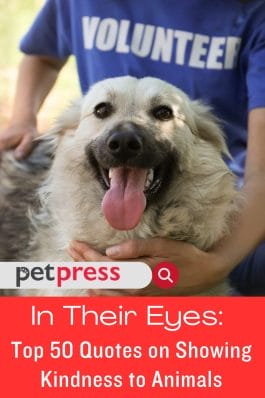 In Their Eyes: Top 50 Quotes on Showing Kindness to Animals