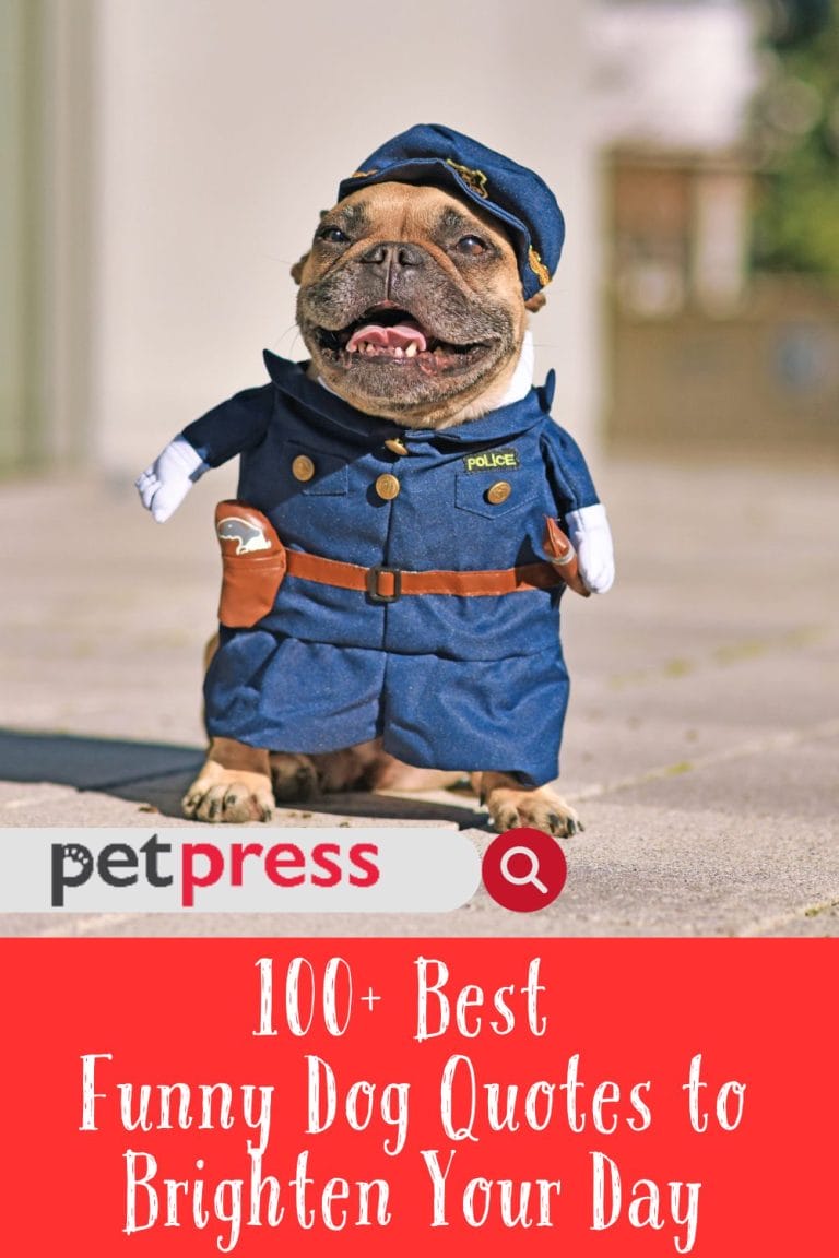 100+ Best Funny Dog Quotes to Brighten Your Day