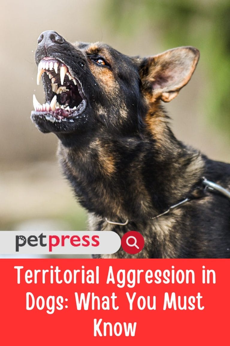 Territorial Aggression in Dogs: What You Must Know - PetPress