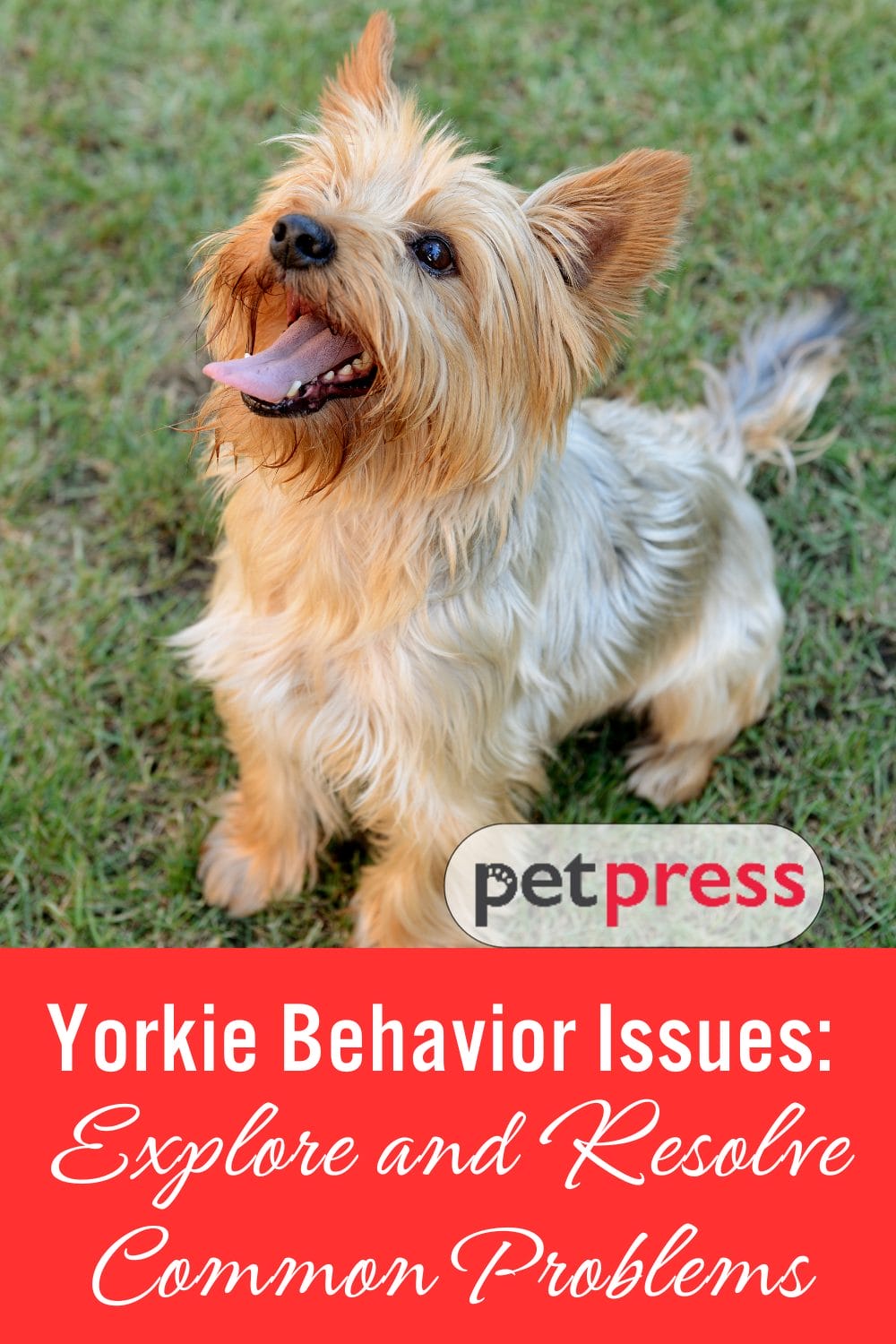 Yorkie Behavior Issues: Explore and Resolve Common Problems