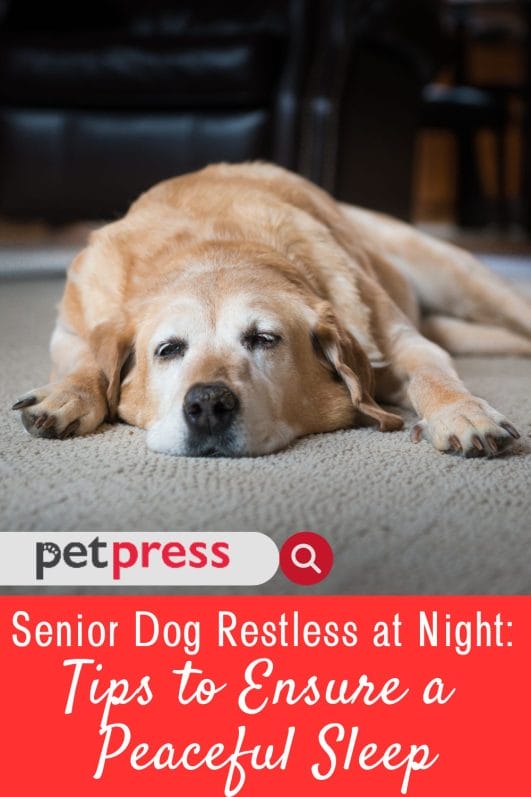 Senior Dog Restless at Night: Tips to Ensure a Peaceful Sleep