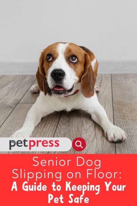 Senior Dog Slipping on Floor: A Guide to Keeping Your Pet Safe