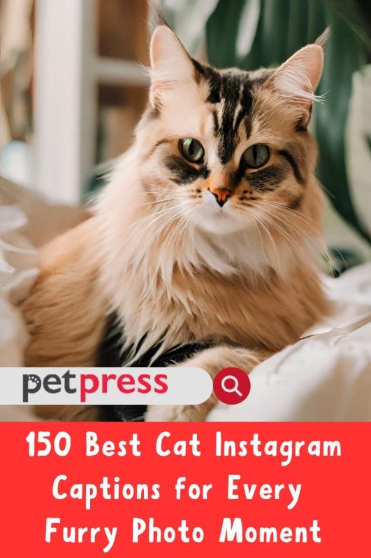 150 Best Cat Instagram Captions for Every Furry Photo Moment