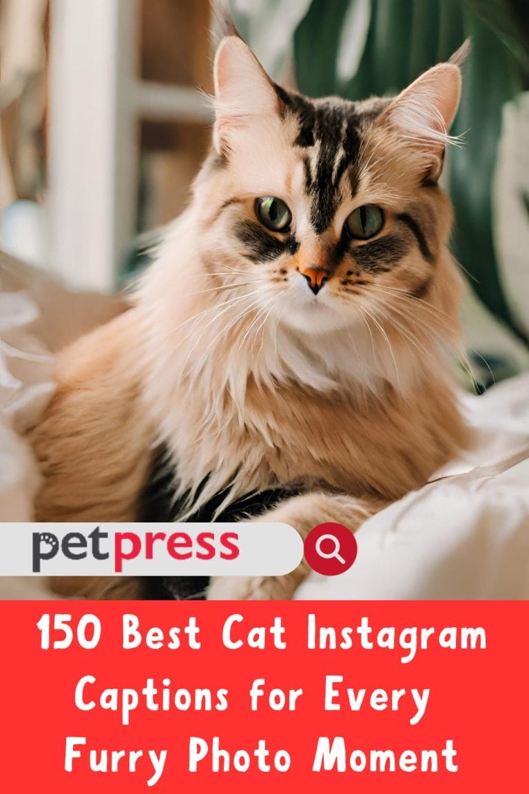 150 Best Cat Instagram Captions for Every Furry Photo Moment