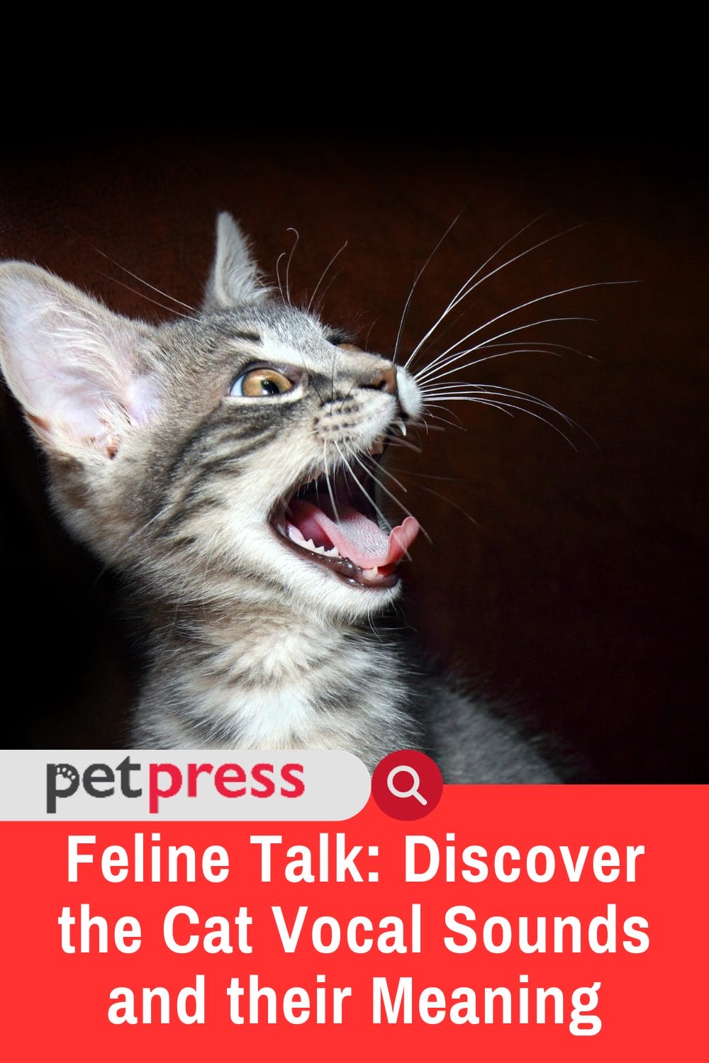 Feline Talk: Discover the Cat Vocal Sounds and their Meaning