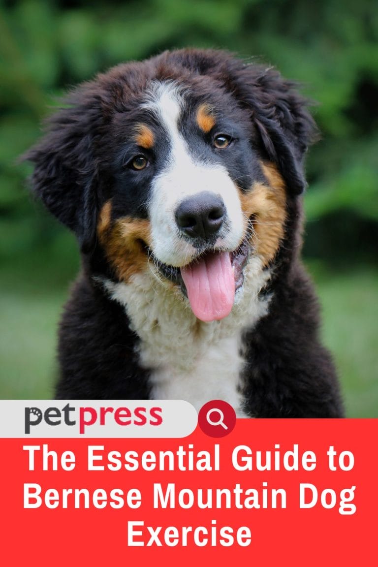 The Essential Guide to Bernese Mountain Dog Exercise - PetPress