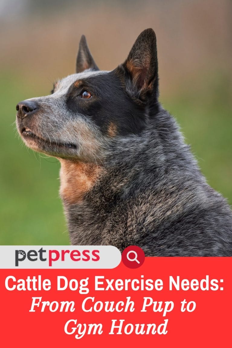 Cattle Dog Exercise Needs: From Couch Pup to Gym Hound