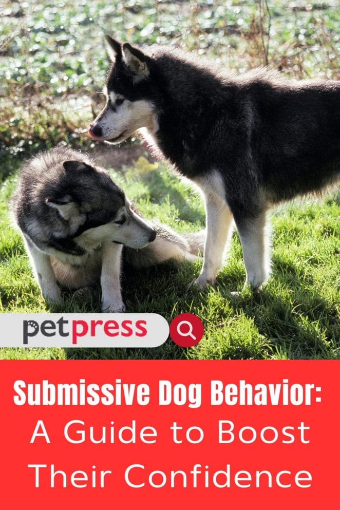 Submissive Dog Behavior: A Guide to Boost Their Confidence Submissive Dog Behavior: A Guide to Boost Their Confidence