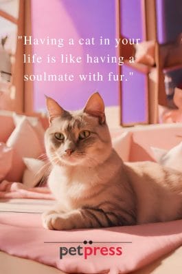 150 Best Cat Instagram Captions for Every Furry Photo Moment