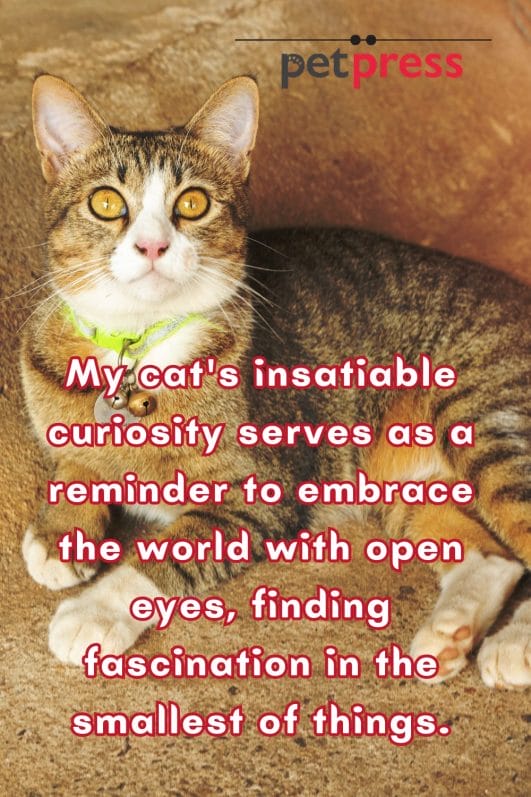 150+ Captivating Captions for Cat Lovers That Express Affection