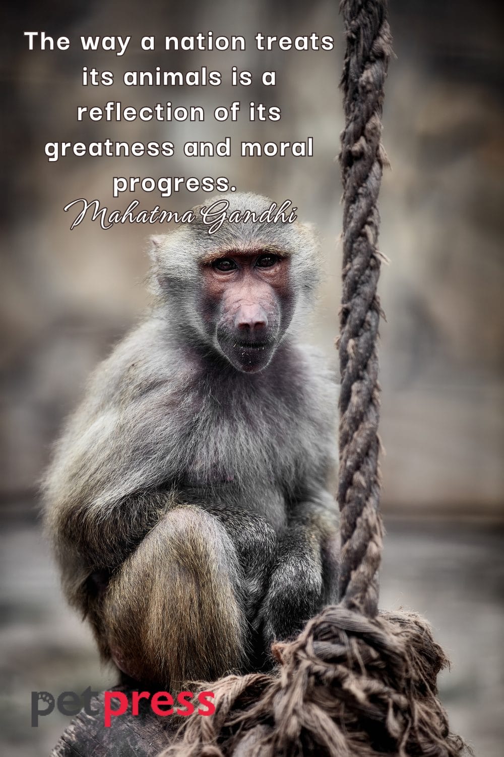 In Their Eyes: Top 50 Quotes on Showing Kindness to Animals