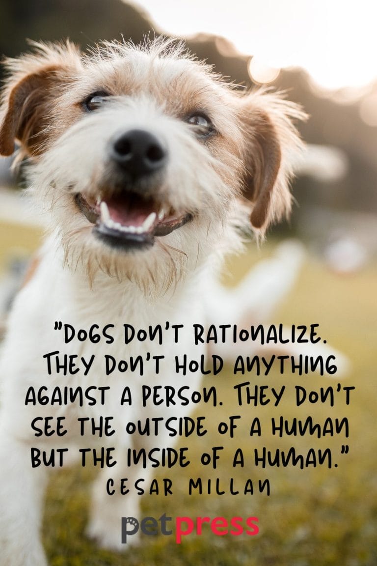 100+ Best Funny Dog Quotes to Brighten Your Day