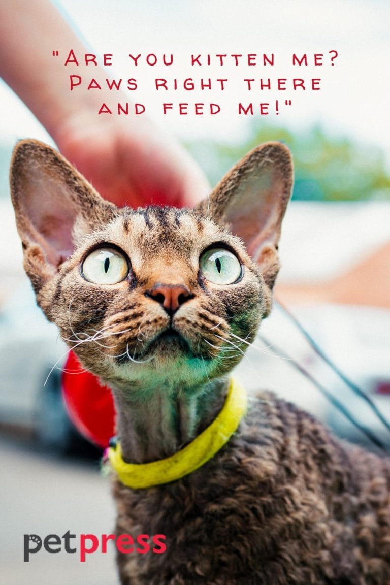 Furry Comedians: 200+ Best Funny Cat Captions for Instagram