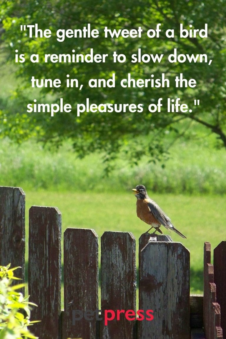 50 Bird Tombstone Quotes: A Flight Into the Wisdom of Life
