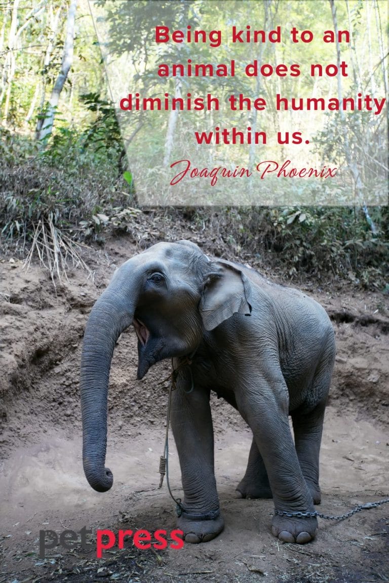 In Their Eyes: Top 50 Quotes on Showing Kindness to Animals