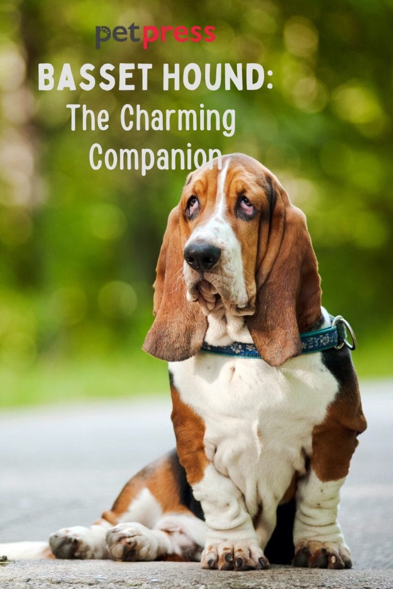 Growing Old Together: The Top 10 Best Large Dogs for Seniors