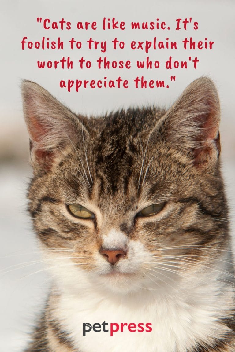 Furry Comedians: 200+ Best Funny Cat Captions for Instagram