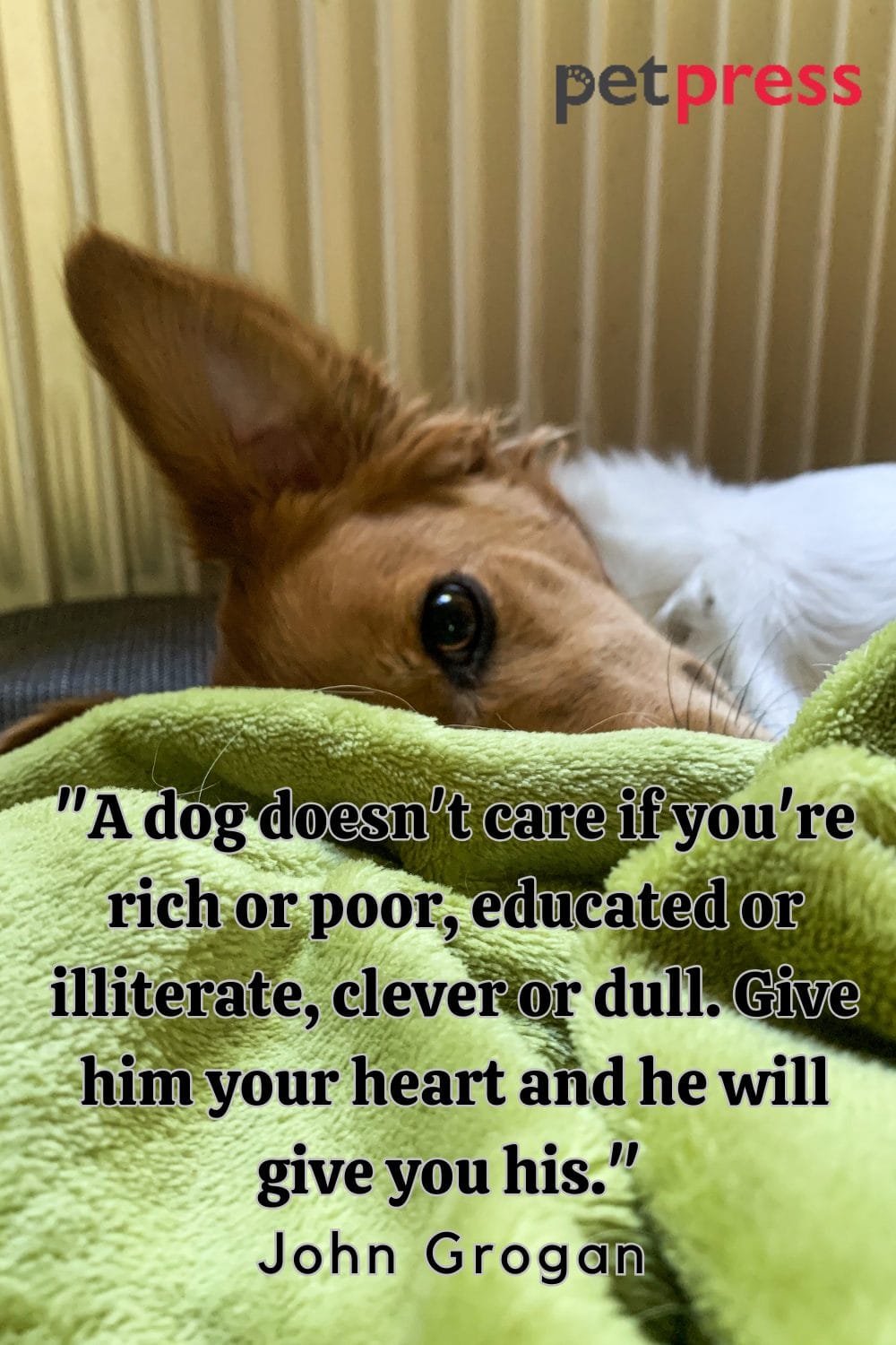 Over 50 Cute Dog Quotes for Facebook - PetPress