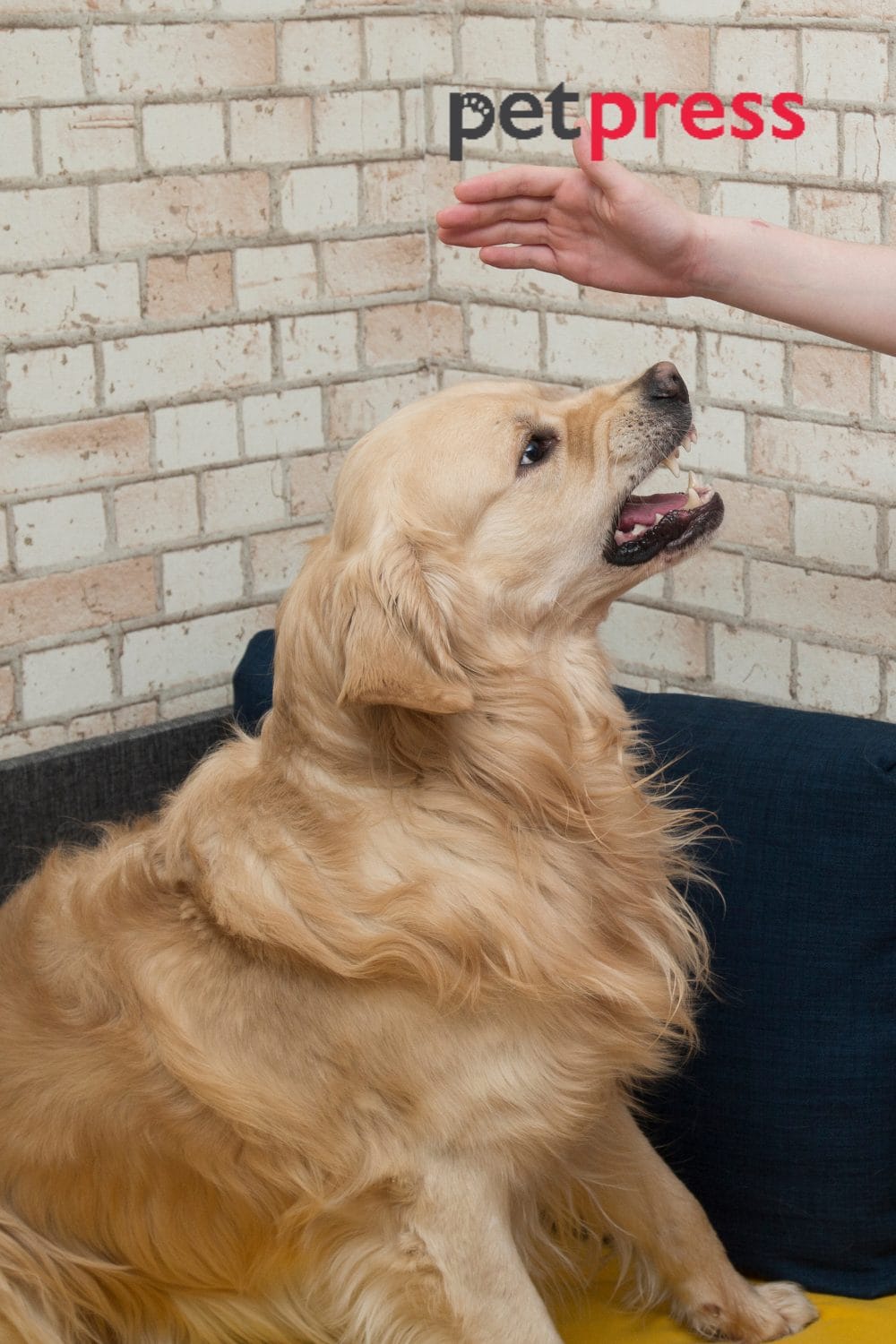 Territorial Aggression in Dogs: What You Must Know - PetPress