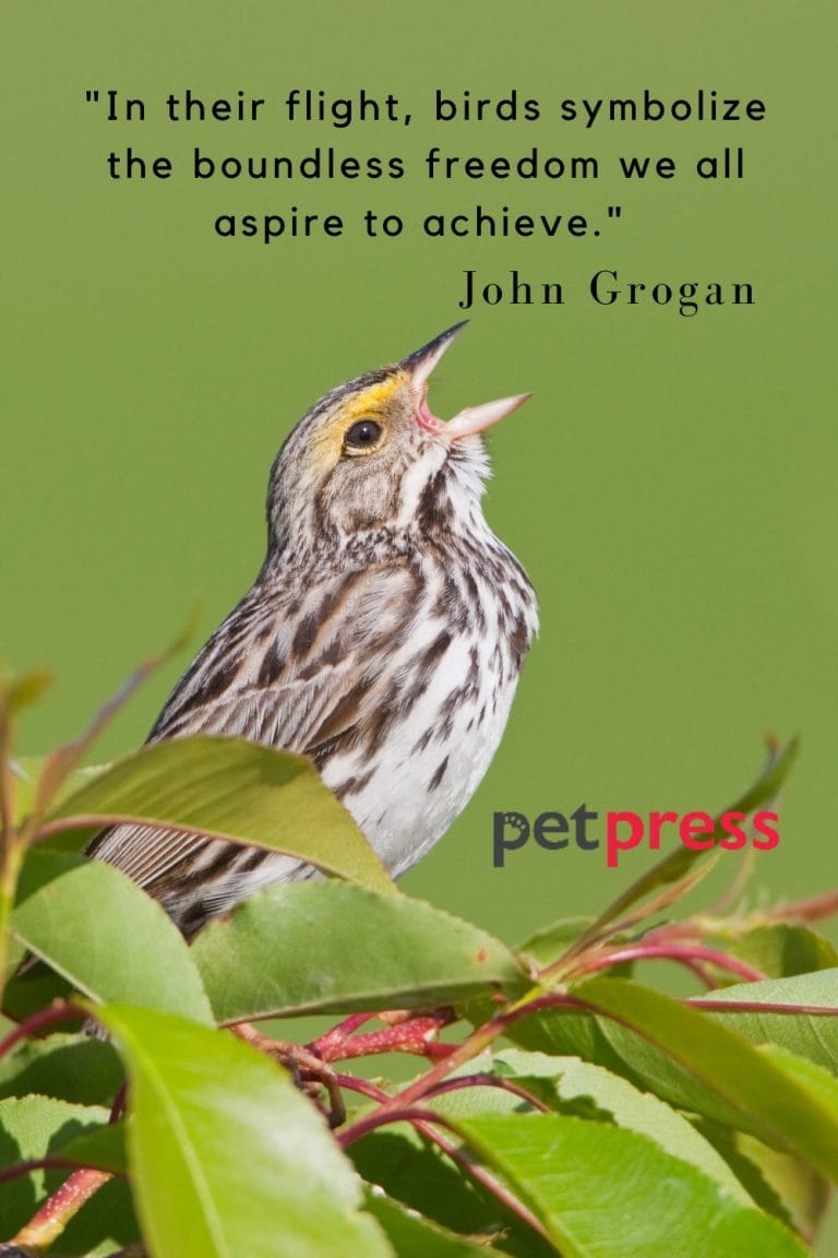 50 Bird Tombstone Quotes: A Flight Into the Wisdom of Life