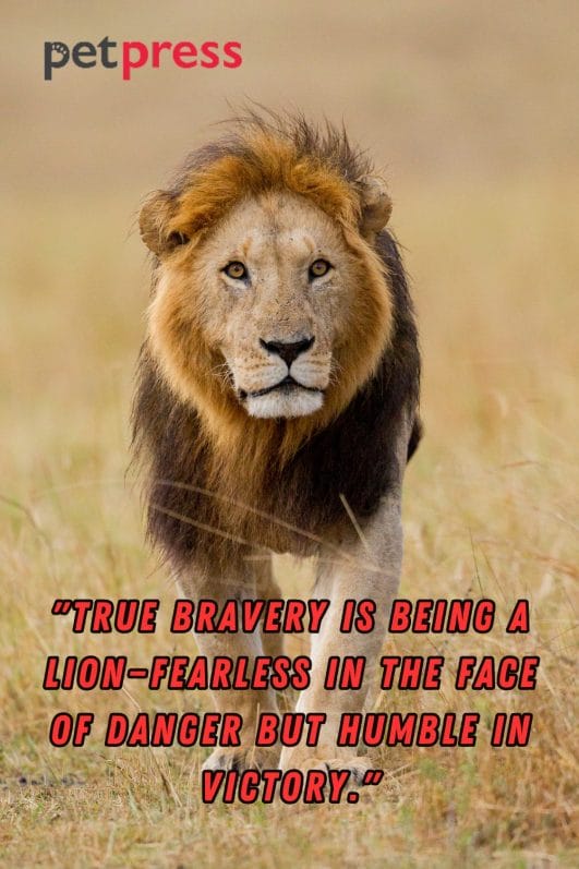 Unleashing Your Inner Strength With Lion Mentality Quotes