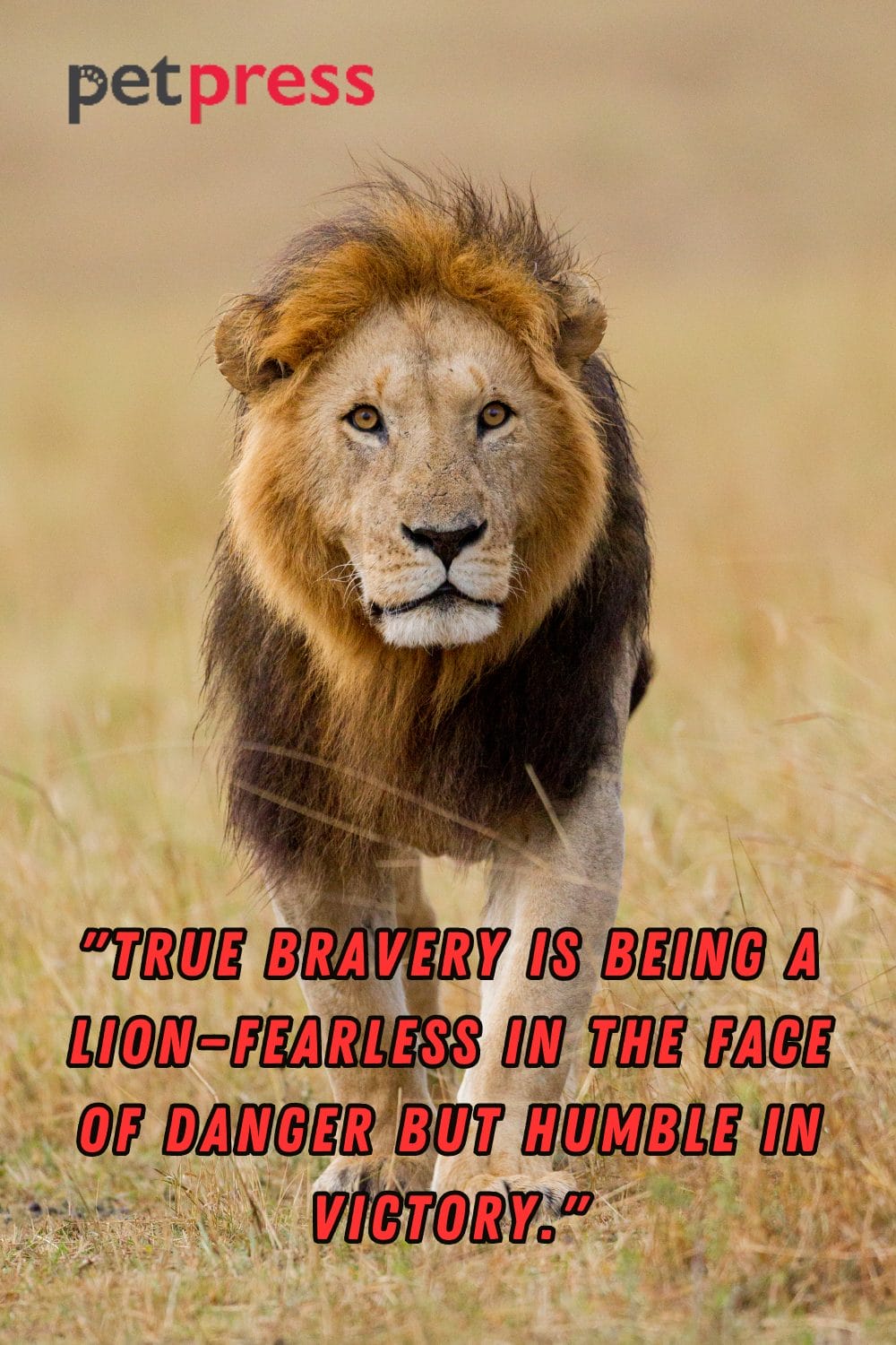 Unleashing Your Inner Strength With Lion Mentality Quotes