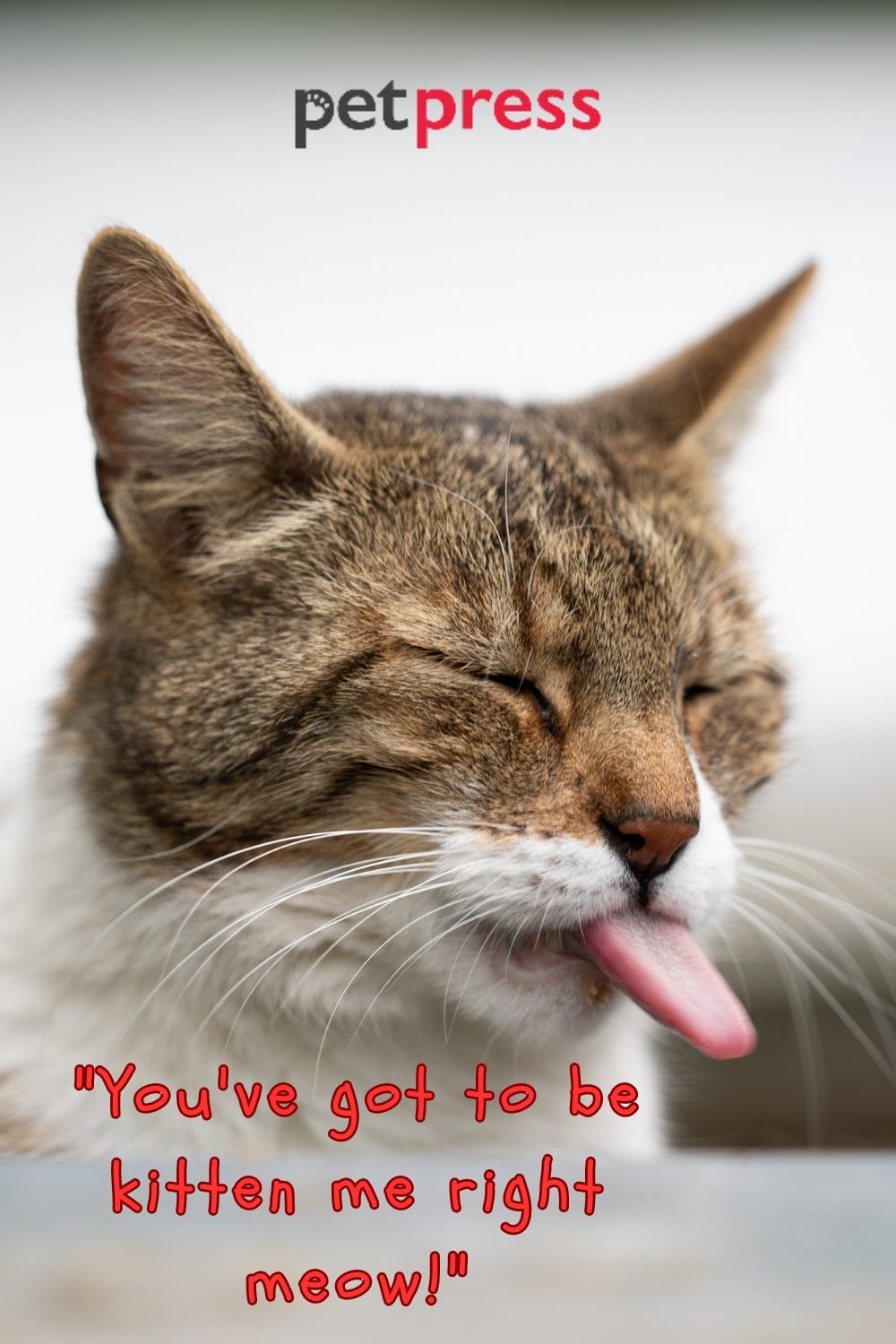 Furry Comedians: 200+ Best Funny Cat Captions for Instagram