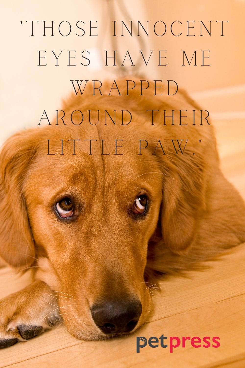 Woof-Worthy Moments: 200+ Best Dog Instagram Captions