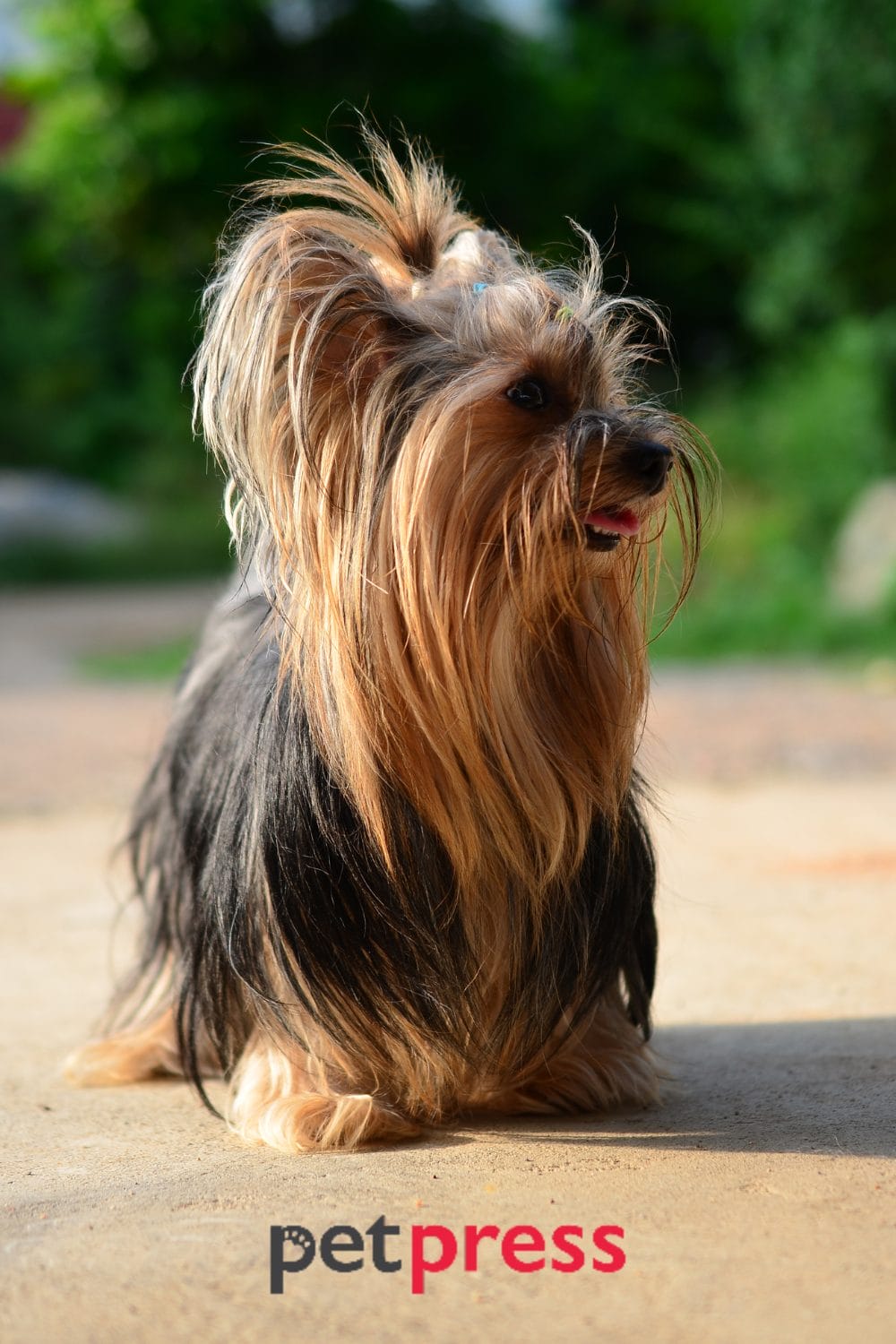 Yorkie Behavior Issues: Explore and Resolve Common Problems