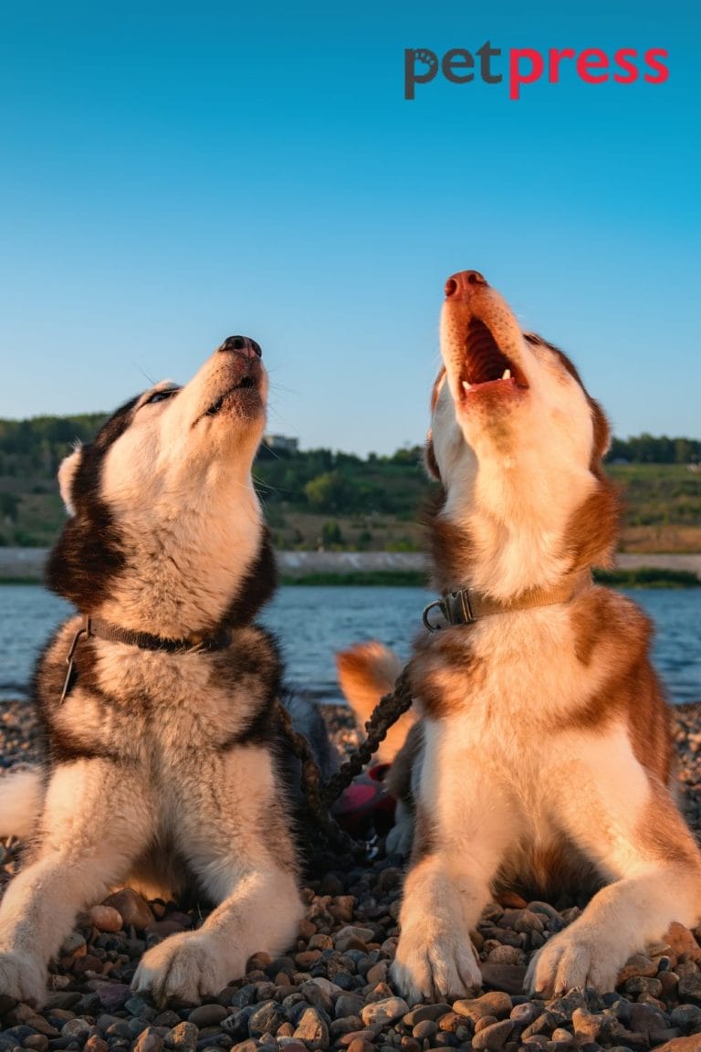 8 Proven Techniques on How to Stop Howling Dogs at Night