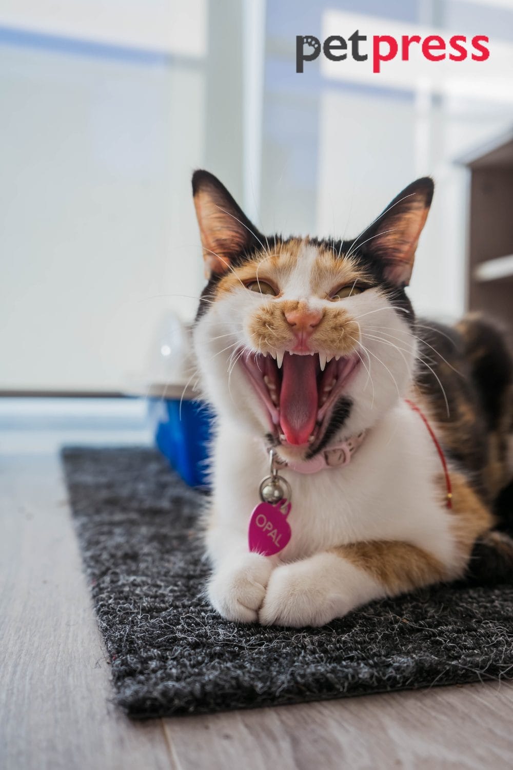 Feline Talk: Discover the Cat Vocal Sounds and their Meaning