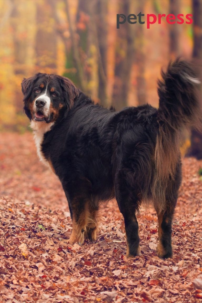 The Essential Guide to Bernese Mountain Dog Exercise - PetPress