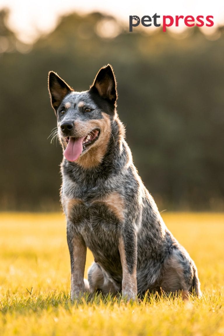 Cattle Dog Exercise Needs: From Couch Pup to Gym Hound
