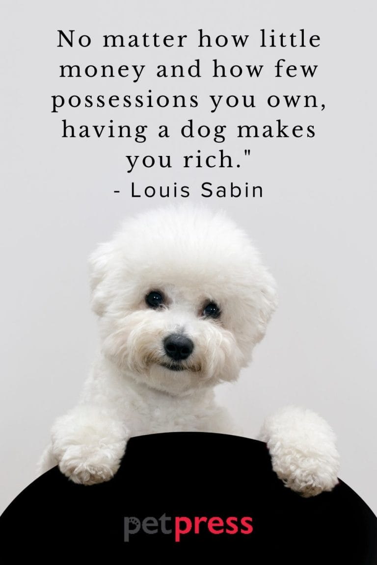 50 Best Dog Tombstone Quotes That Can Melt Your Heart