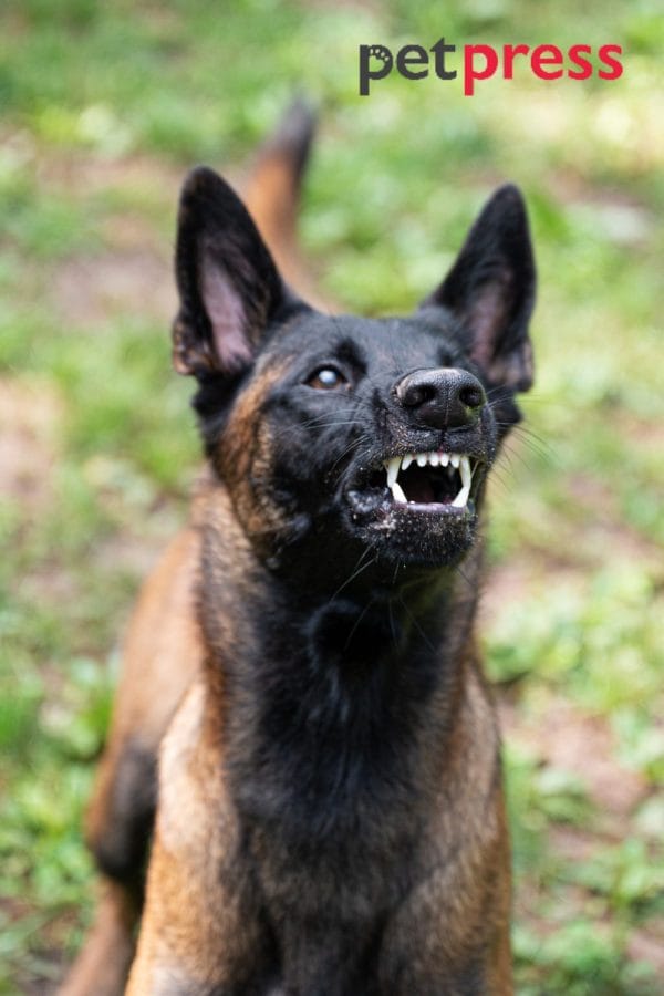 Best Strategy to Deal With Dominance Aggression in Dogs – PetPress