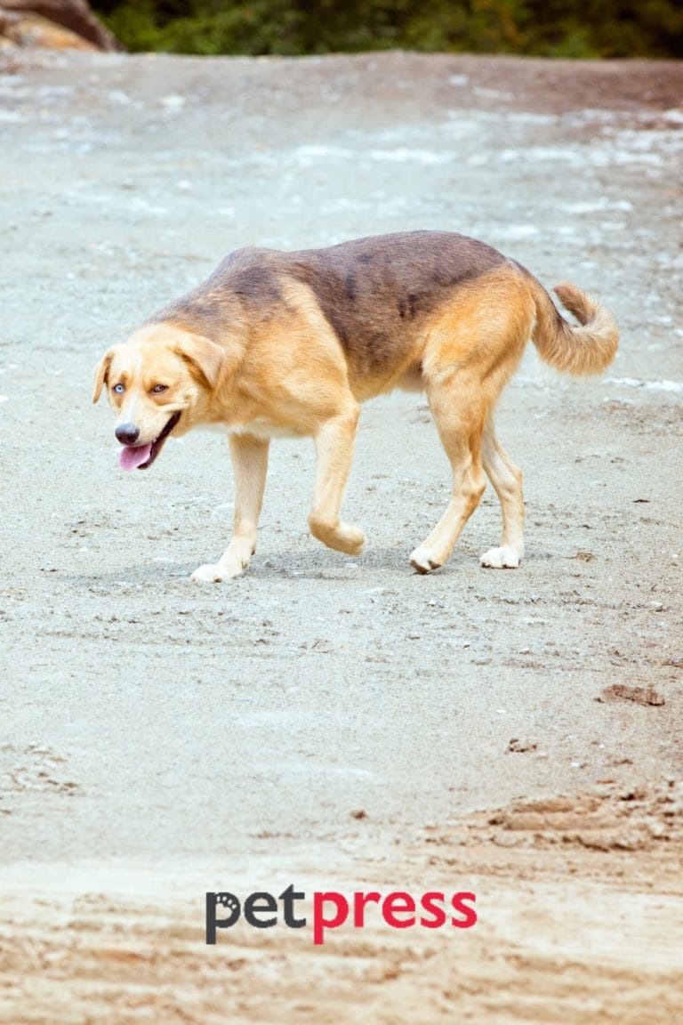 Submissive Dog Behavior: A Guide to Boost Their Confidence