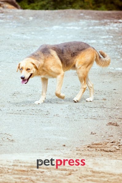 Submissive Dog Behavior: A Guide to Boost Their Confidence Submissive Dog Behavior: A Guide to Boost Their Confidence