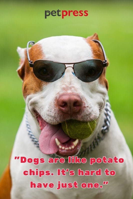 100+ Best Funny Dog Quotes to Brighten Your Day