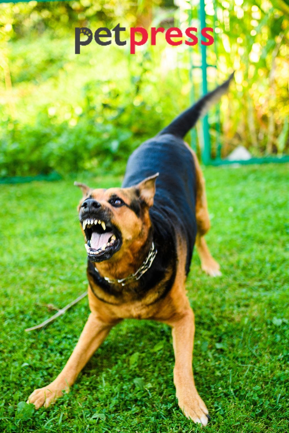 Territorial Aggression in Dogs: What You Must Know - PetPress
