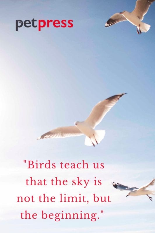 50 Bird Tombstone Quotes: A Flight Into the Wisdom of Life