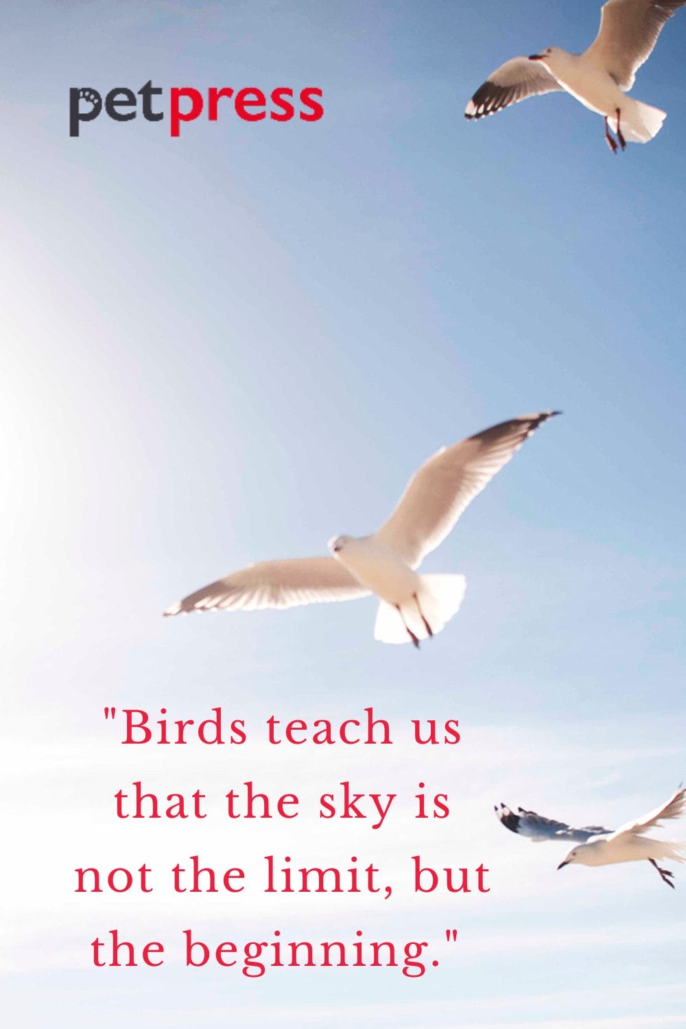 50 Bird Tombstone Quotes: A Flight Into the Wisdom of Life