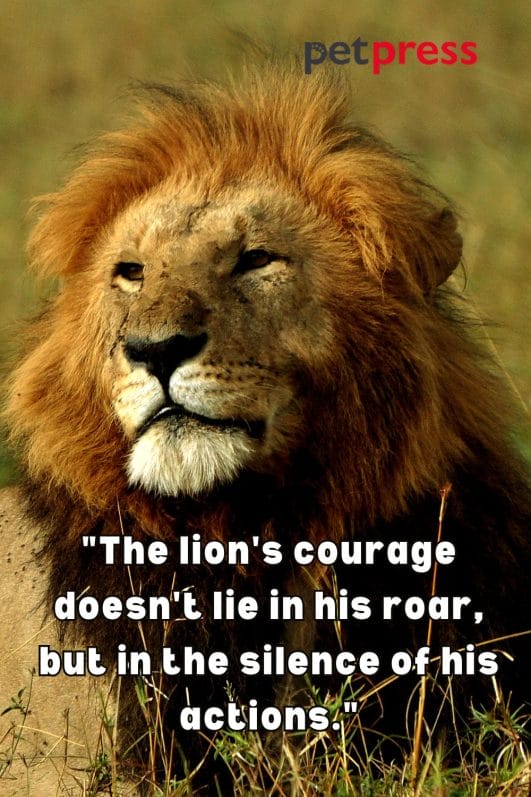 Unleashing Your Inner Strength With Lion Mentality Quotes