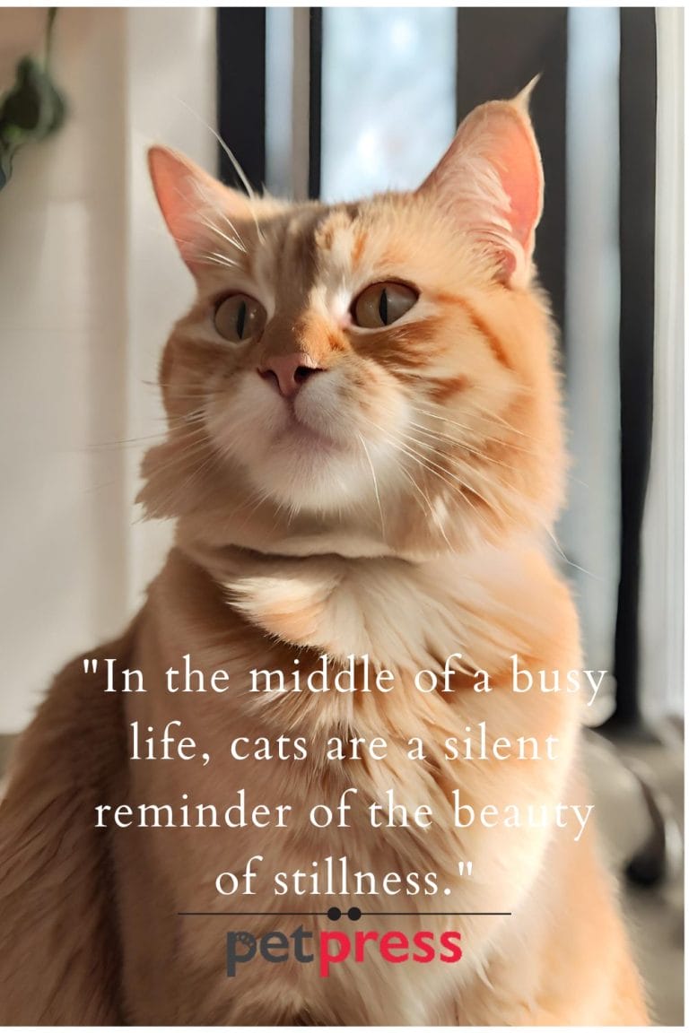 150 Best Cat Instagram Captions for Every Furry Photo Moment