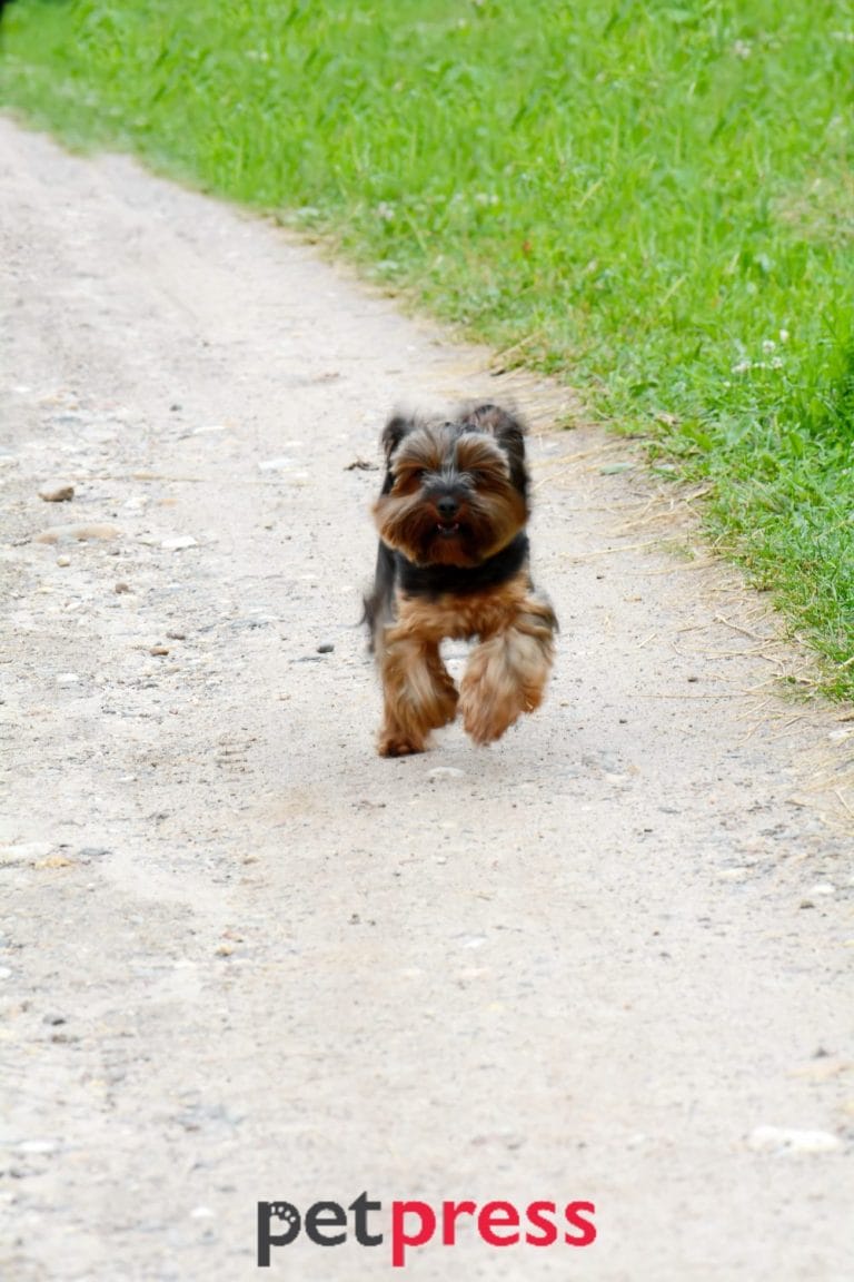 Yorkie Behavior Issues: Explore and Resolve Common Problems