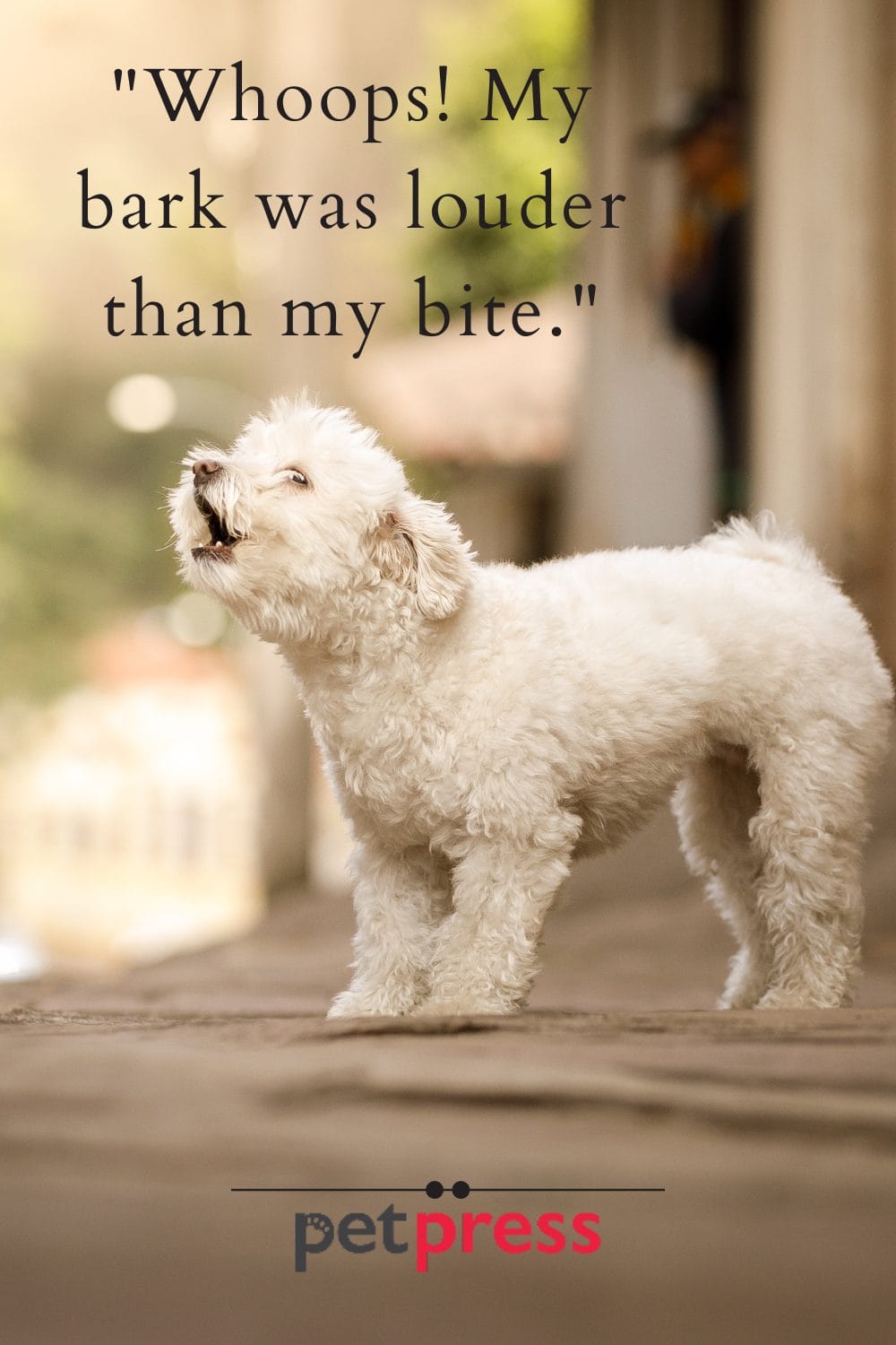 Woof-Worthy Moments: 200+ Best Dog Instagram Captions