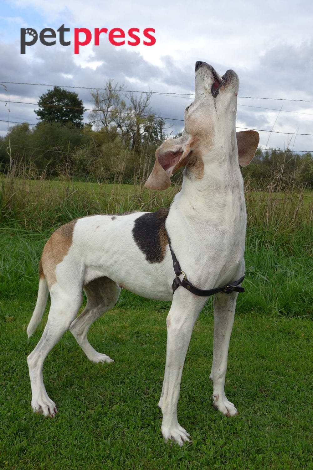 8 Proven Techniques on How to Stop Howling Dogs at Night