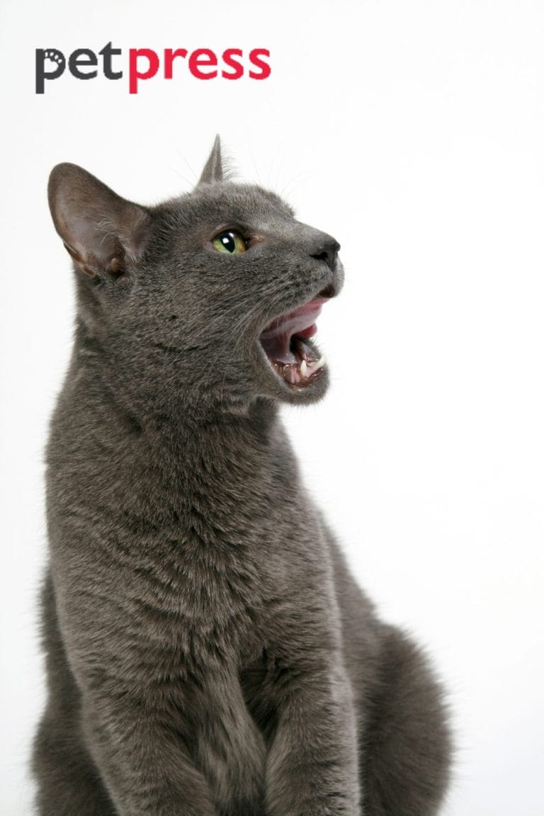 Feline Talk: Discover the Cat Vocal Sounds and their Meaning