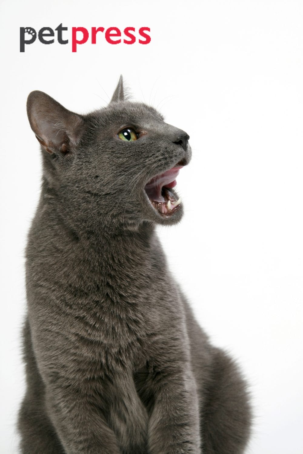 Feline Talk: Discover the Cat Vocal Sounds and their Meaning
